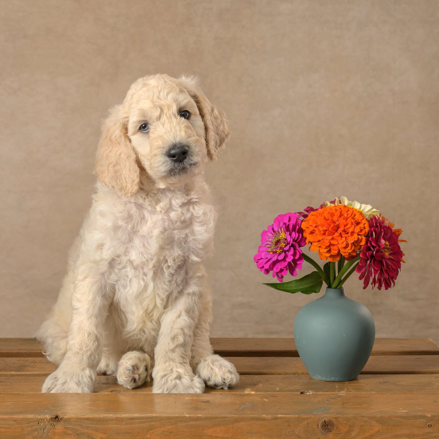 Ready to Welcome a New Family Member? - Doodle Patch Farm