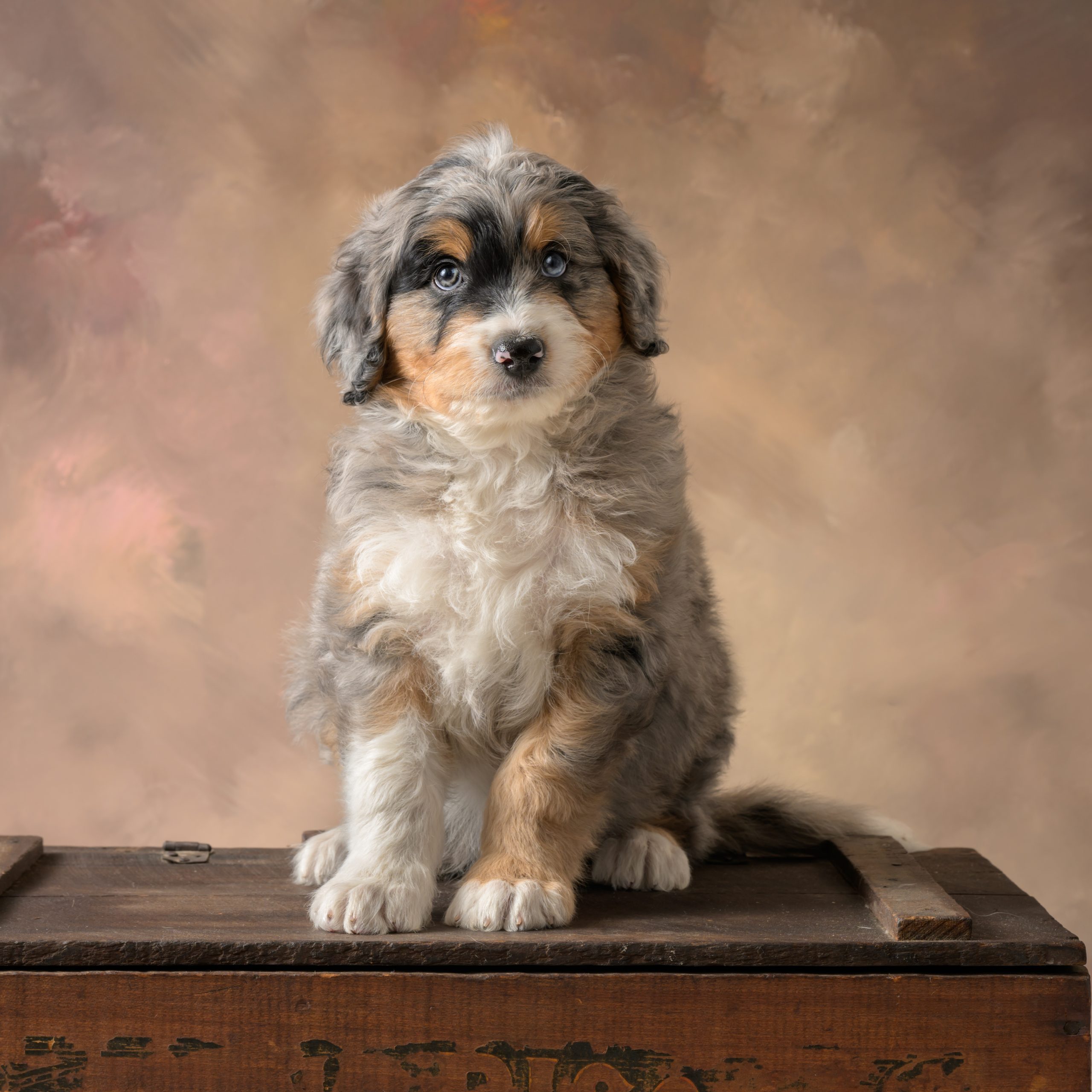 Blue - Male - RESERVED (Ohio) - Doodle Patch Farm