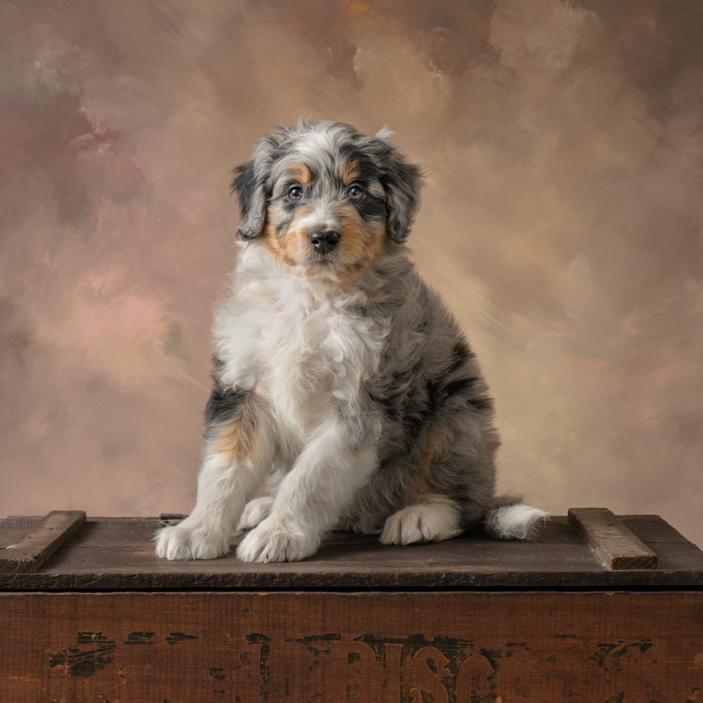 The End of the Rainbow - Doodle Patch Farm