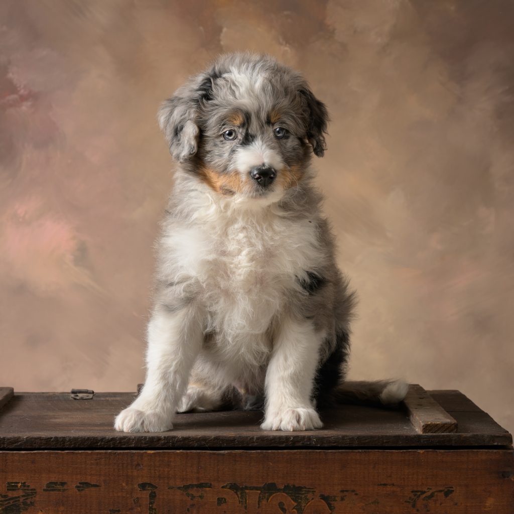 The End of the Rainbow - Doodle Patch Farm