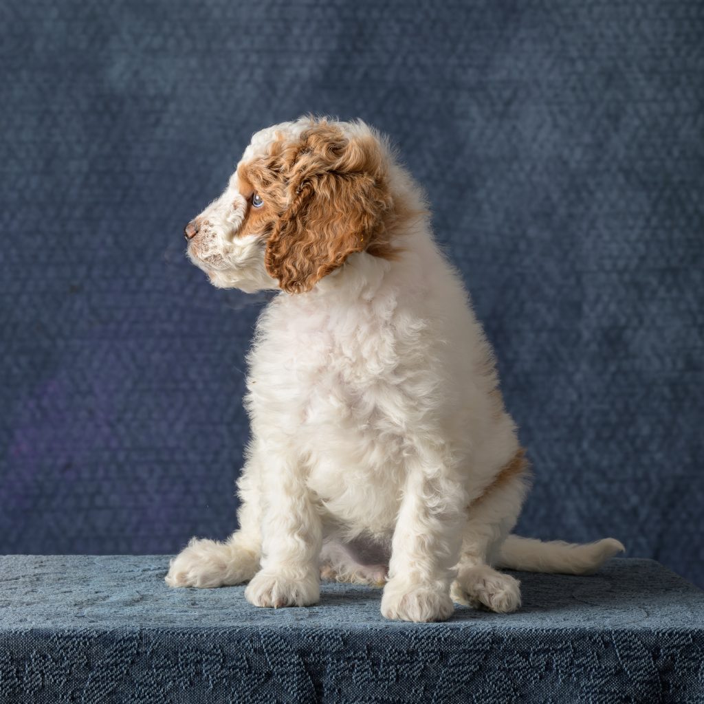 Best Family Doodle Breeds: Which One is Right for Your Home? - Doodle ...
